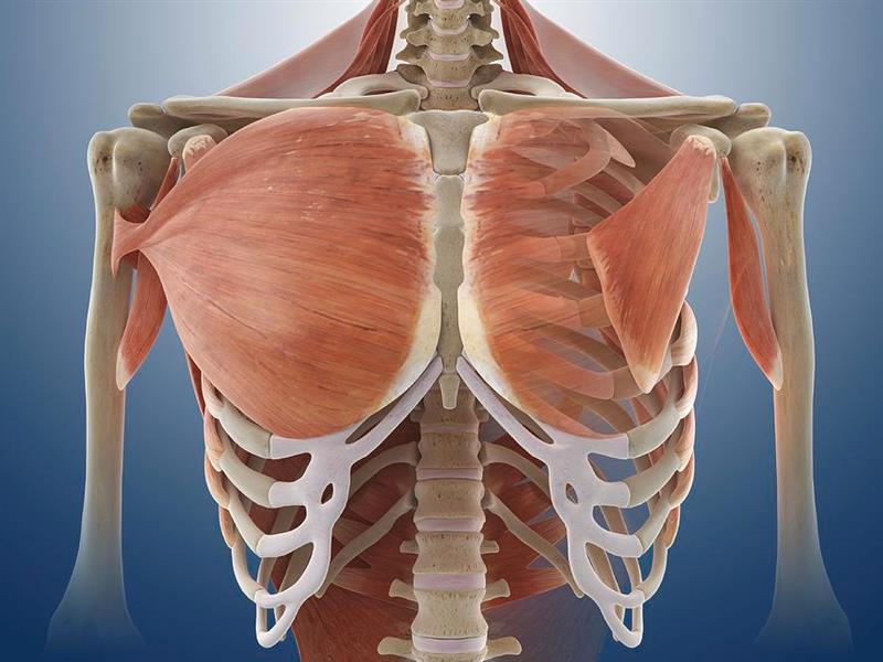 Minor Illness – Acute Chest conditions 08-01-2024 - J2S Training Ltd